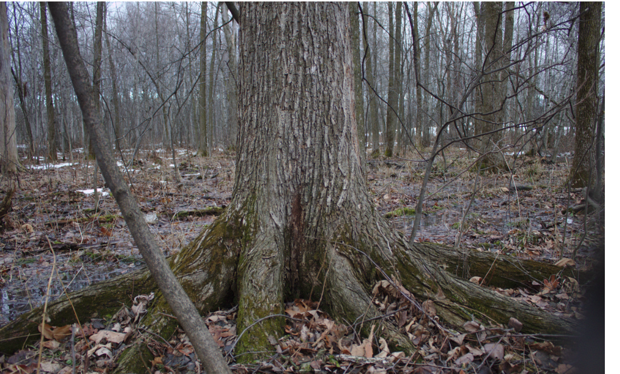 Shop – Origin Native Plants – Ontario Wildflowers, Trees, Shrubs ...