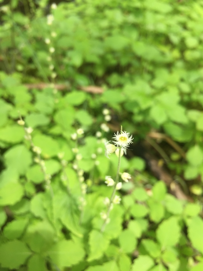 Shop – Origin Native Plants – Ontario Wildflowers, Trees, Shrubs ...