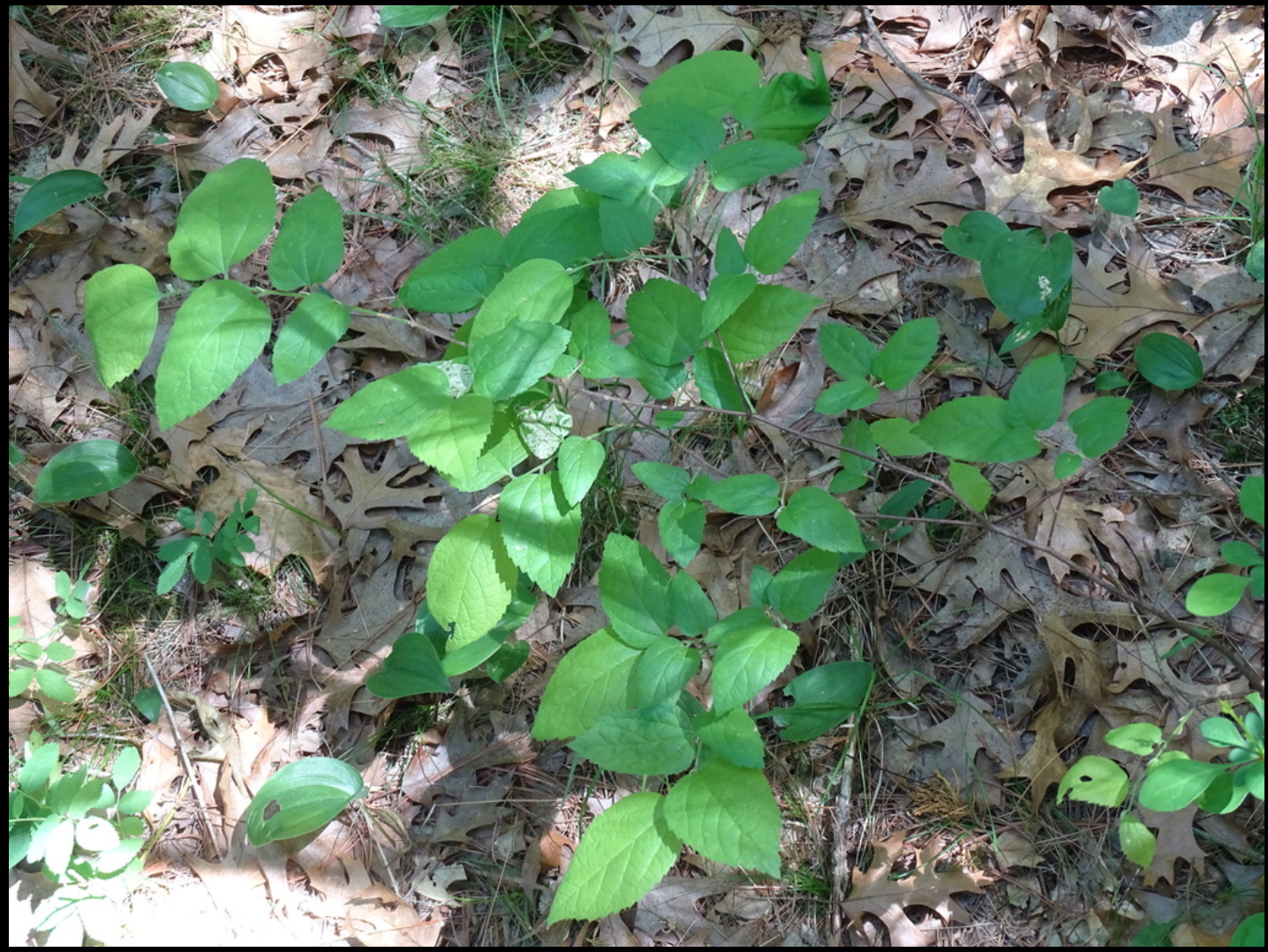 Bunchberry – Origin Native Plants – Ontario Wildflowers, Trees, Shrubs ...