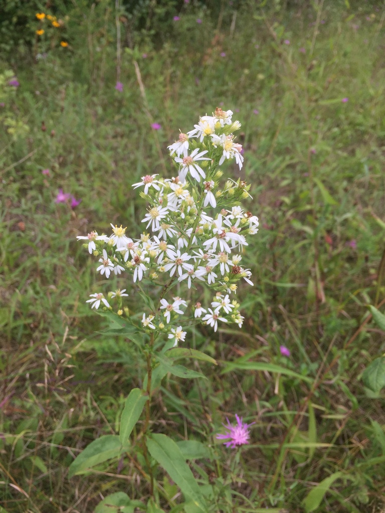 Shop – Origin Native Plants – Ontario Wildflowers, Trees, Shrubs ...